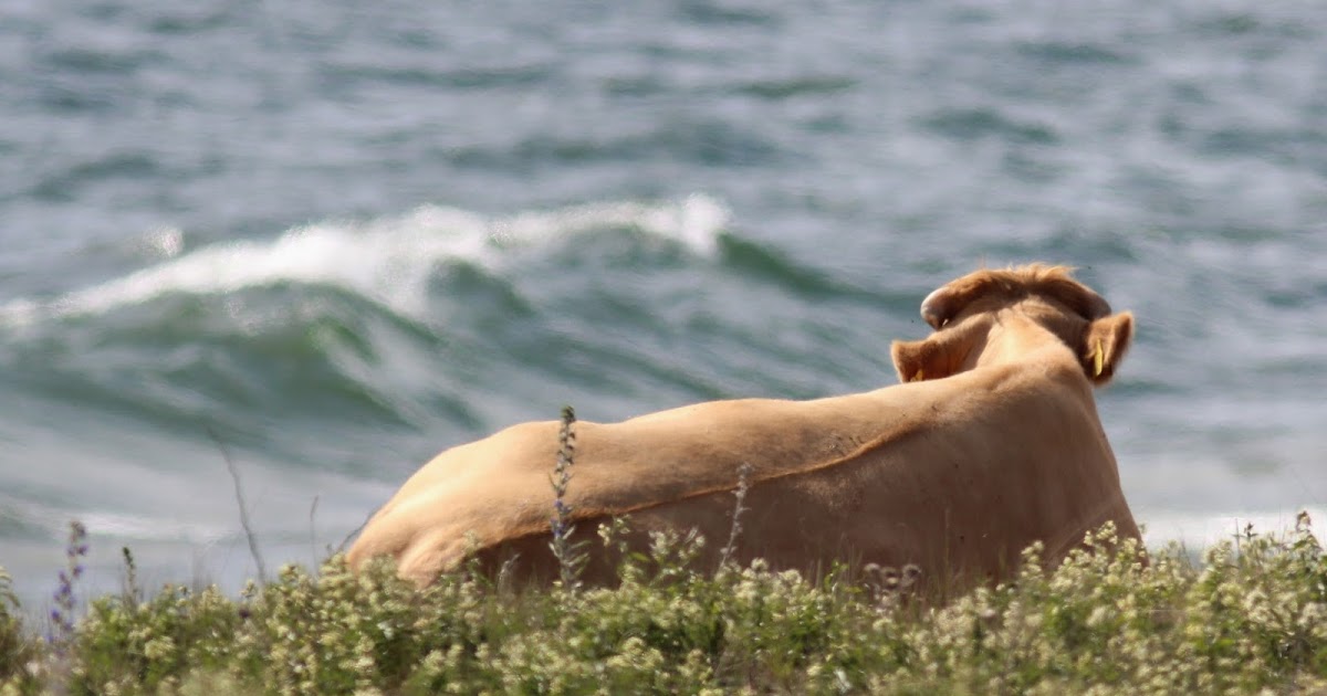 Ölandsvindar: *****- stjärnigt för kossor