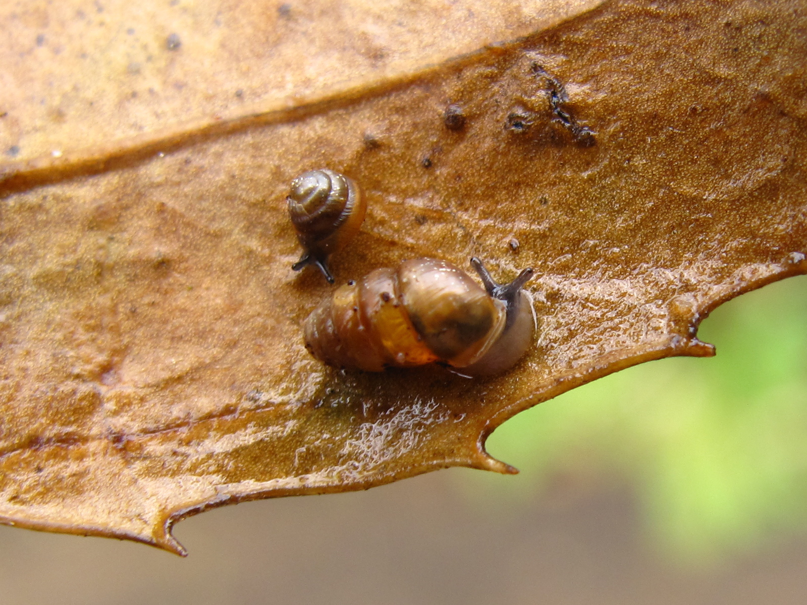 BugBlog: Tiny snails on cockle shells
