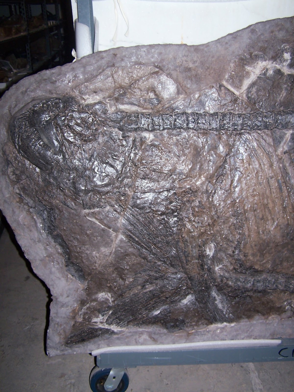 The Natural World: Xiphactinus: The Inception Fossil