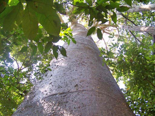 letrasenelojo: Macondo: gigante y frondoso