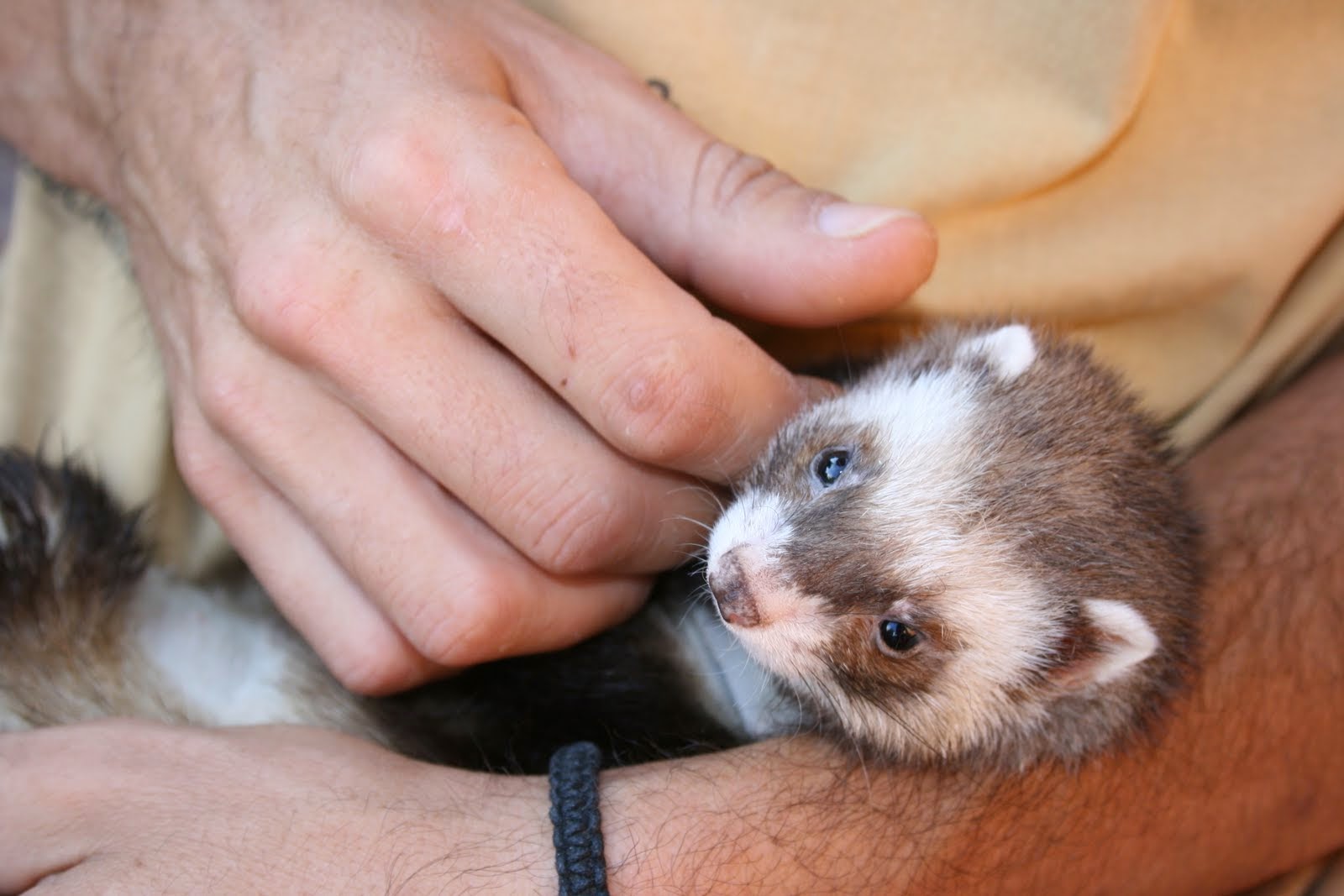 Declarada de Interés Cultural-Secretaría de Cultura-Presidencia de la ...
