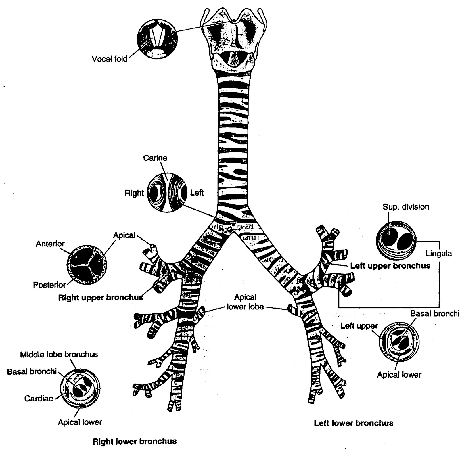 sikkahoder: JALAN NAFAS : STUKTUR DAN ANATOMI PADA PEMASANGAN ...