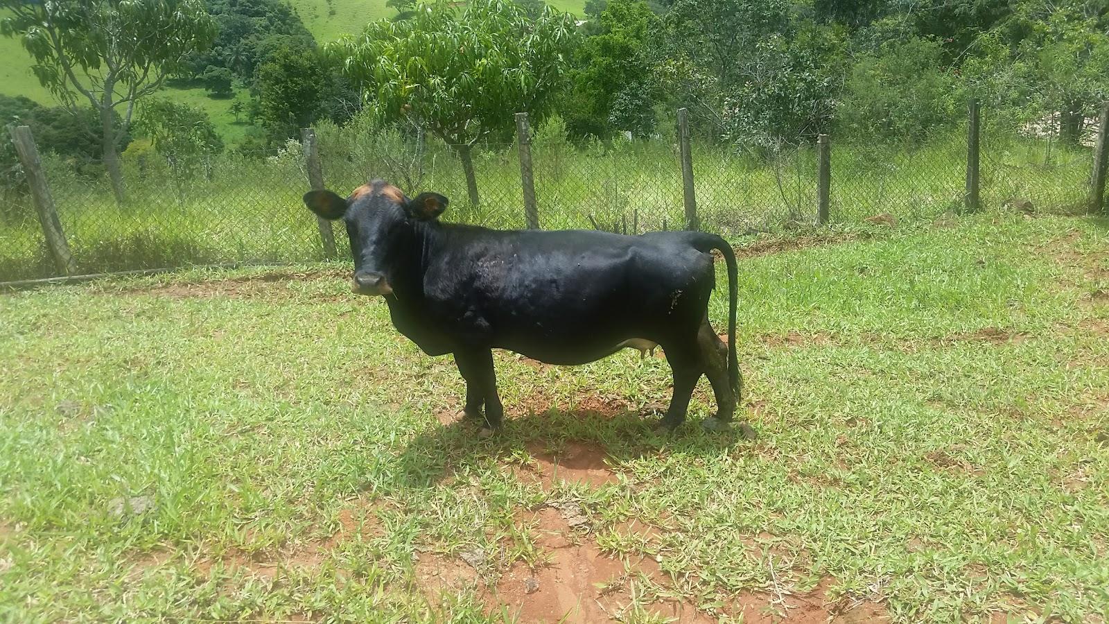 SÍTIO MORADA DAS AVES: Mini Vaca Prenha a Venda