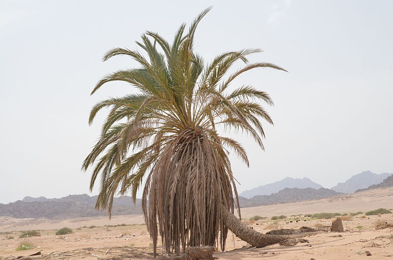 وتعتبر غابات المانجروف مناطق هامة لتوالد الأسماك واللافقاريات ومستوطنات ...