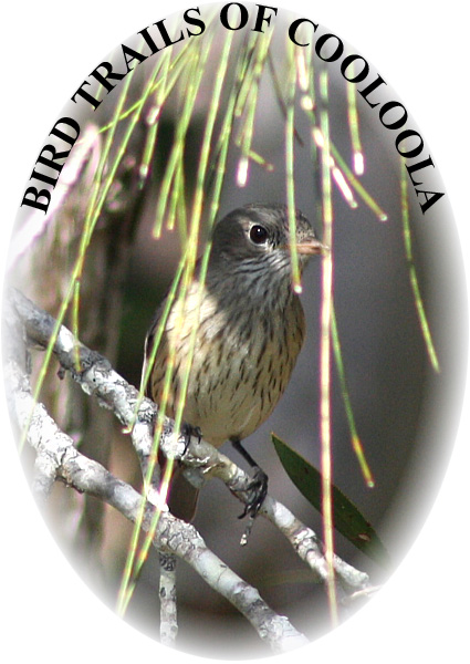 Sunshine Coast Birdlife Australia Blog : Along the “Bird Trails of ...