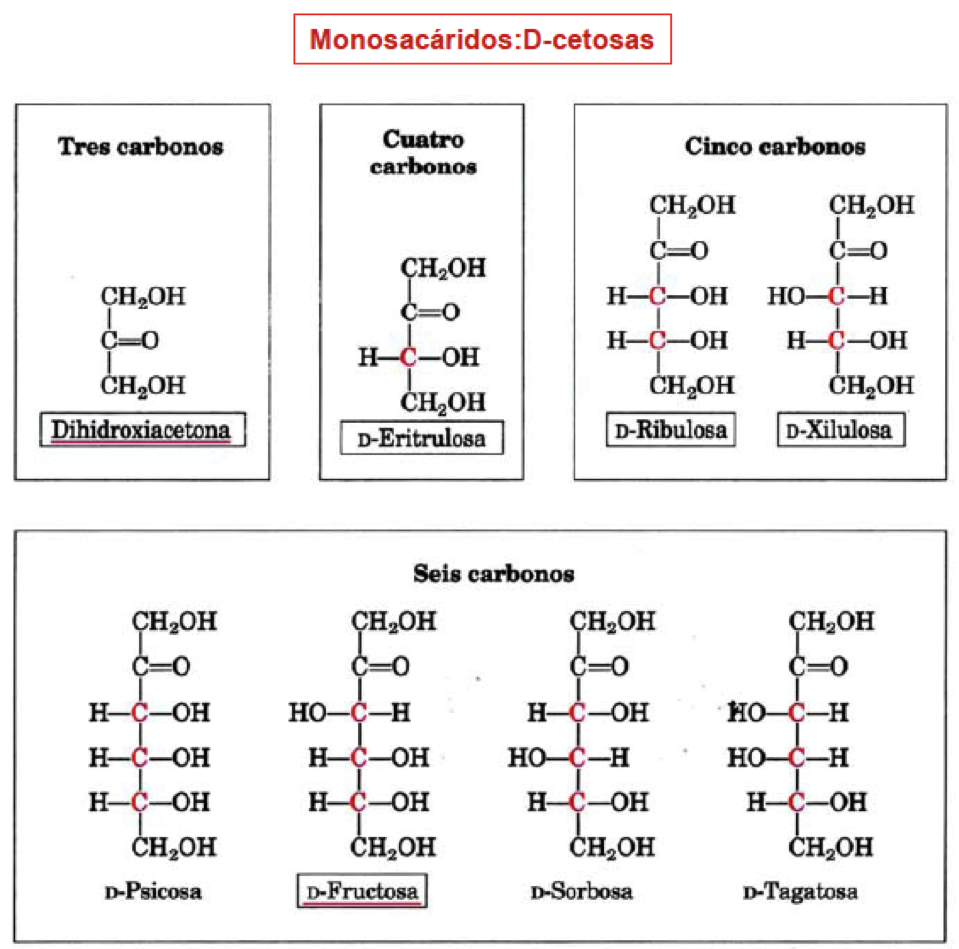 El Mundo de Saccharomyces: Actividades de ciclación y otras