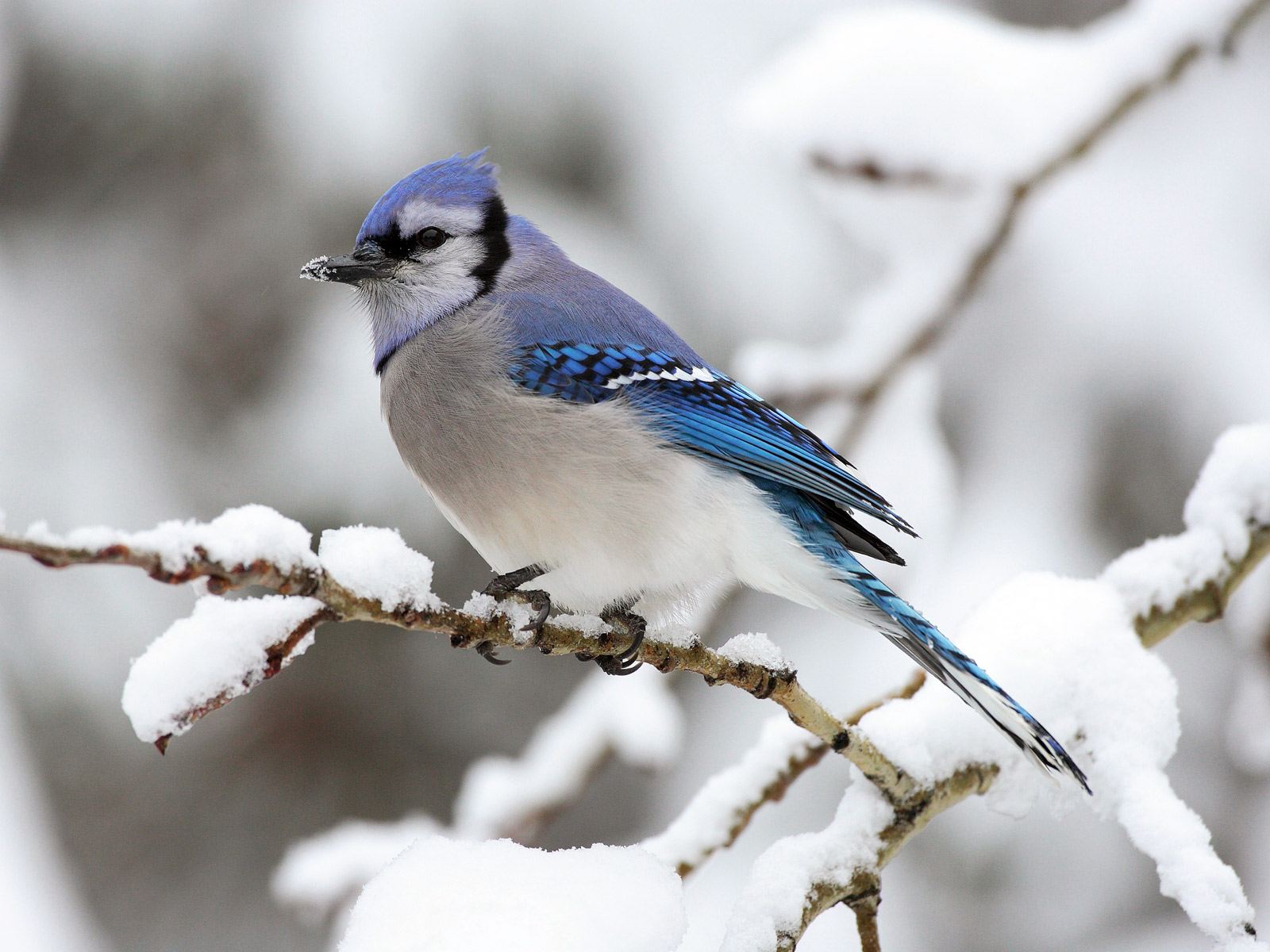 Free Cool Wallpapers: blue jay wallpapers