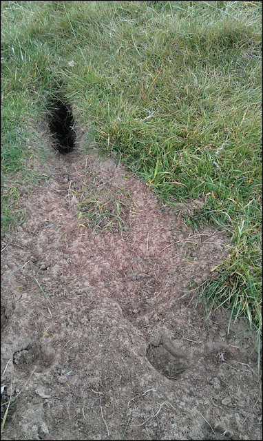 Islay Natural History Trust: Rabbit burrow