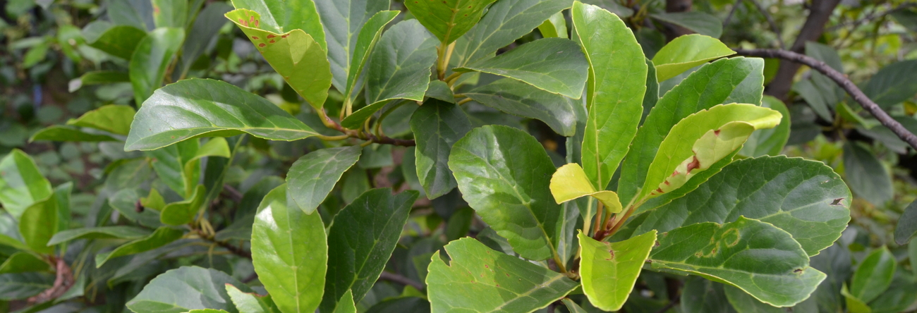 අත්තම්මාගේ අත්බෙහෙත්: වෙරළු (Ceylon Olives / Elaeocarpus serratus)