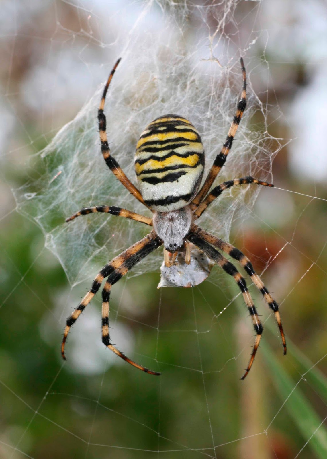 Spiders and the weather • Lynne Garner