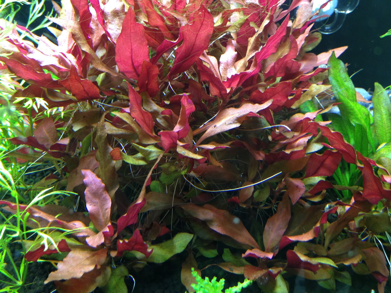 Alternanthera Reineckii Cardinalis