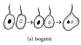 Cara Reproduksi Fungi : Seksual (generatif) dan Aseksual (Vegetatif)