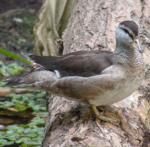 Cotton pygmy-goose images | Birds of India | Bird World