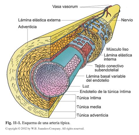 HISTOLOGIA CARDIOVASCULAR: CAPILARES SANGUÌNEOS
