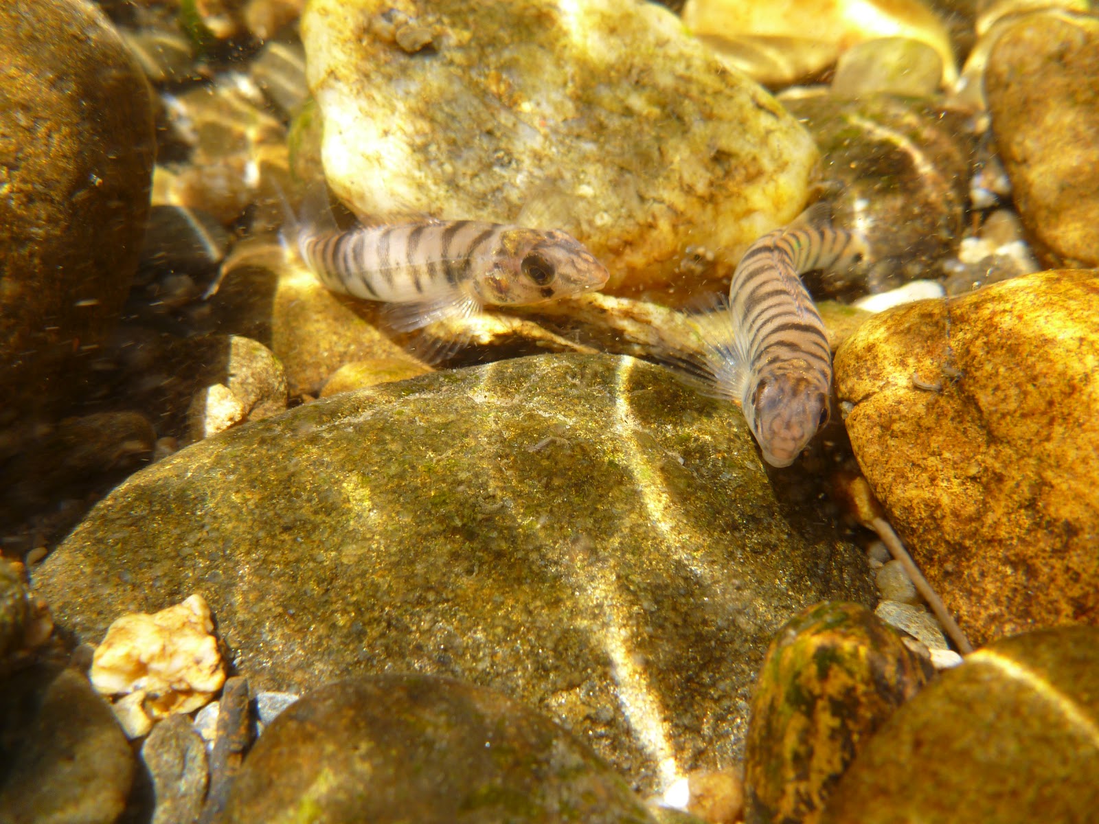 TNACI Field Notes: Endangered Species Day