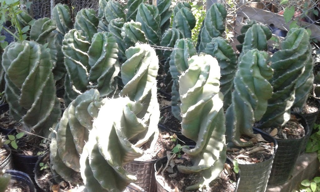 PLANTAS MORENAL: Cactus Espiral - Cereus Forbesii Spiralis - Espiralado