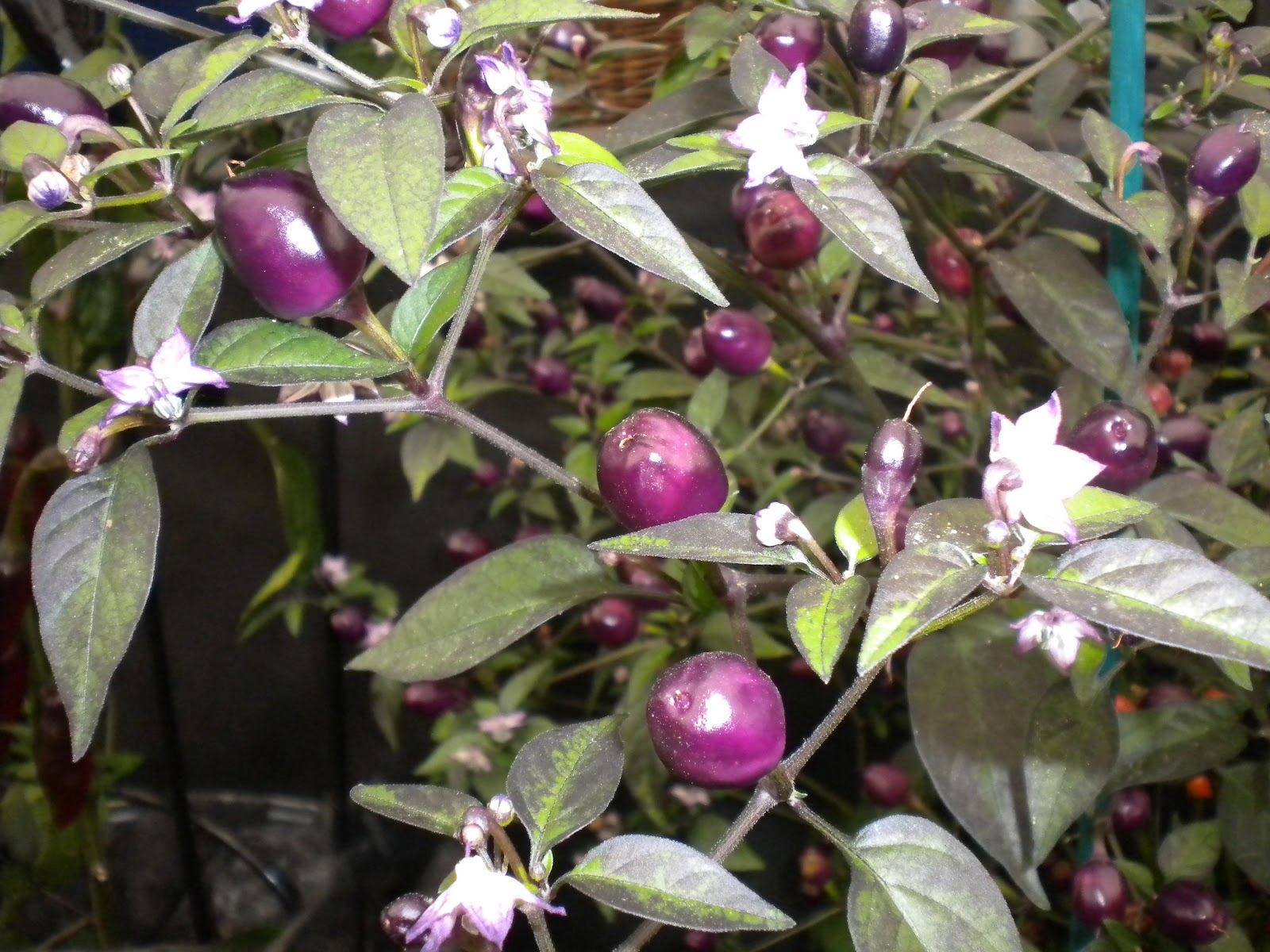 Chilli Pepper Heaven:: Gardners World 2011 Chilli Plant Displays