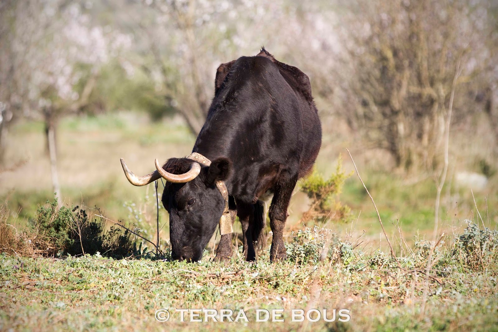 PERDIGÓN, SEMENTAL A PRUEBA EN LA GANADERÍA DE LUCAS