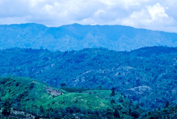 Kekayaan Flora dan Fauna Bukit Barisan ~ Zahara Riri Zakia