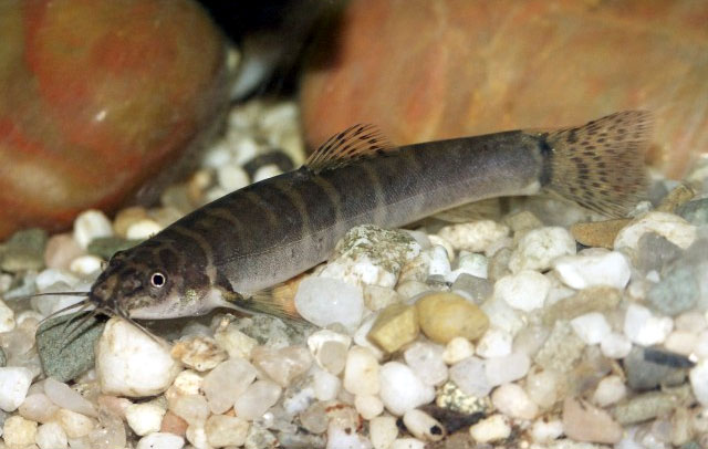 Banded mountain loach - kadu ahirawa - (Nemacheilus notostigma ...