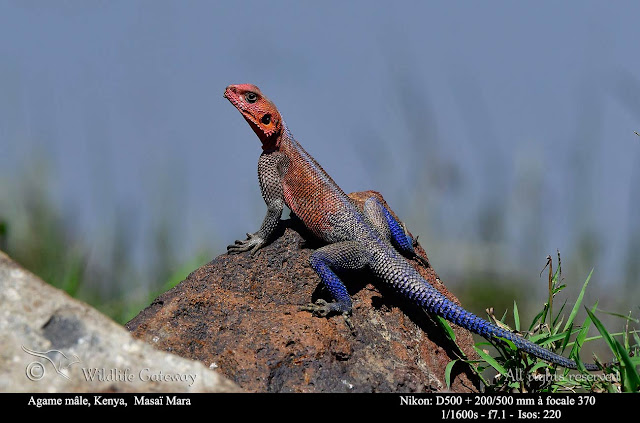 WILDLIFE GATEWAY: Les Agames des colons, ou Margouillat