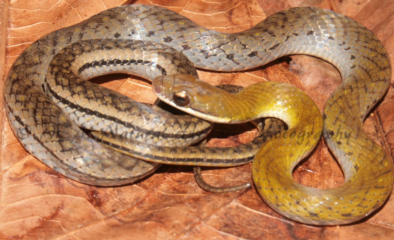 The Herpetology of Trinidad and Tobago