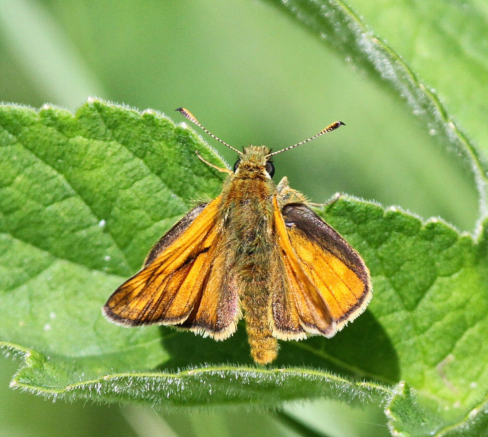 Birding with Flowers: The Birds & the Bees...& the Butterflies