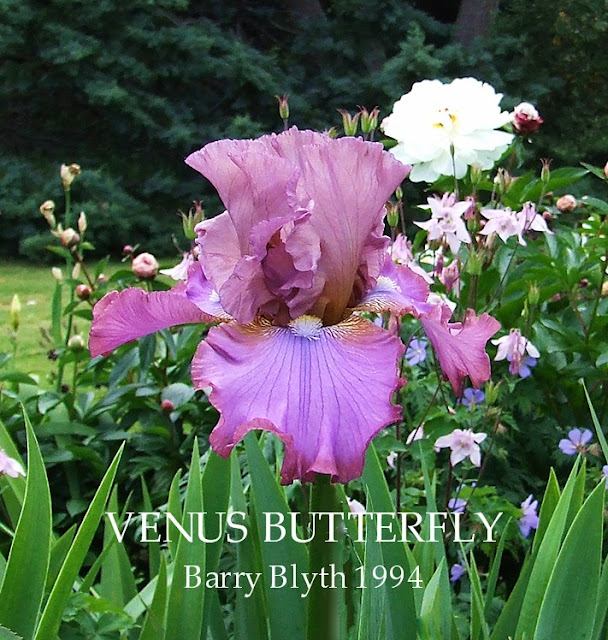 Tall Bearded Iris 'Venus Butterfly' ~ HERITAGE IRISES