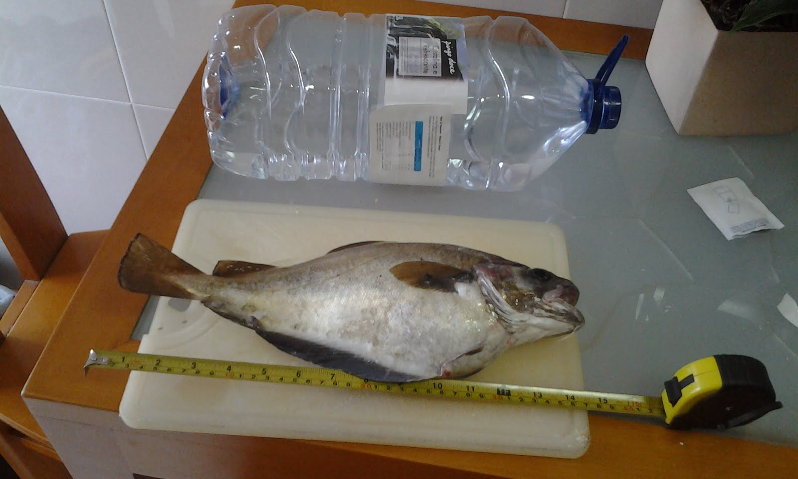 Pesca da malta do norte: Faneca com 905Gr