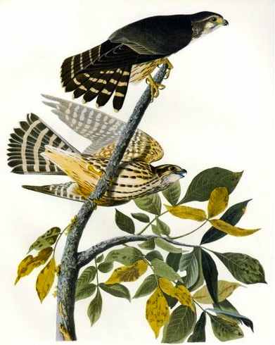 Bellingham Field Journal: Merlins and Reading Nature