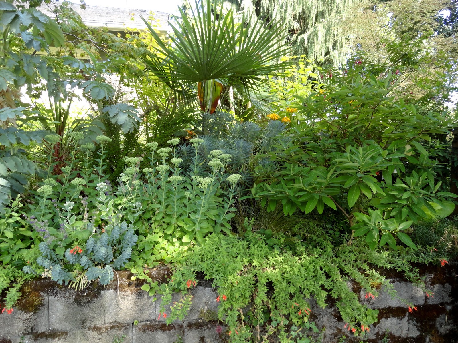 danger garden: So I visited another pair of open gardens…