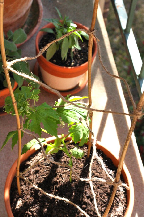 DIY: triangular trellis for tomato vine support