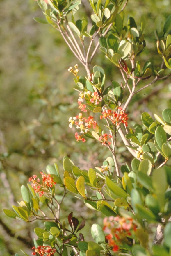 PLANT FAMILIES OF PUERTO RICO AND FLORIDA PAPO VIVES: MALPIGHIACEAE ...