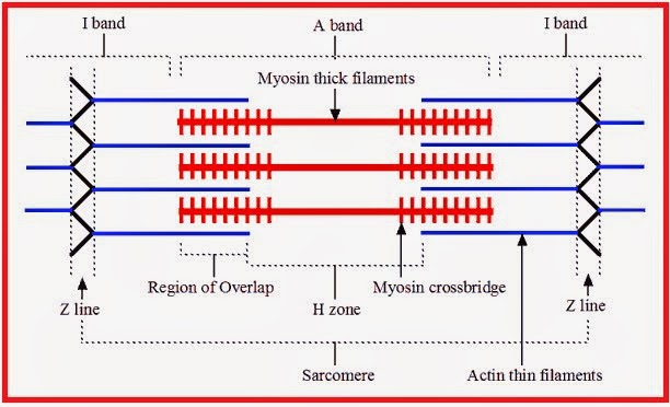 biologi is awesome: mekanisme gerak otot