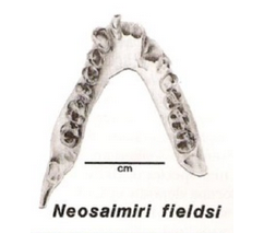 Indómitos Pensamientos: Origen e historia evolutiva del Mono Ardilla ...