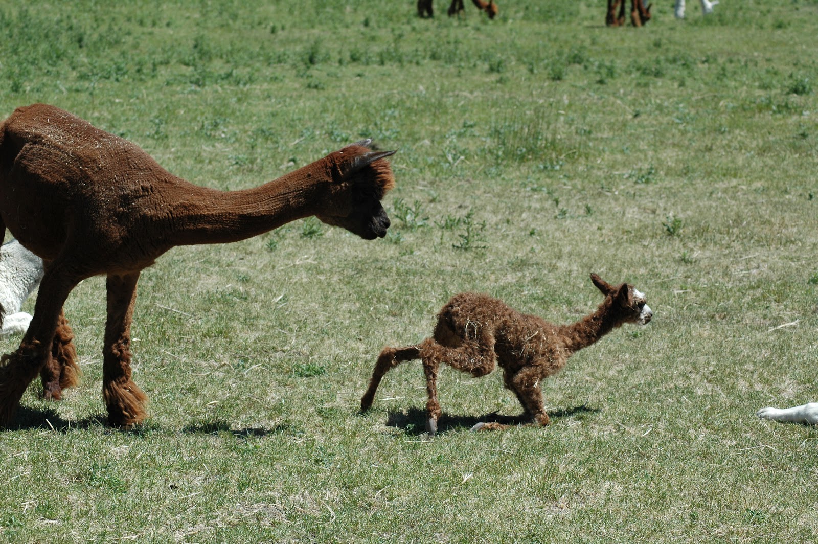 What to Look For Before and After Alpaca Birth – Alpacas of Montana