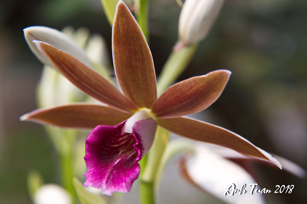 Phaius tankervilleae care and culture | Travaldo's blog