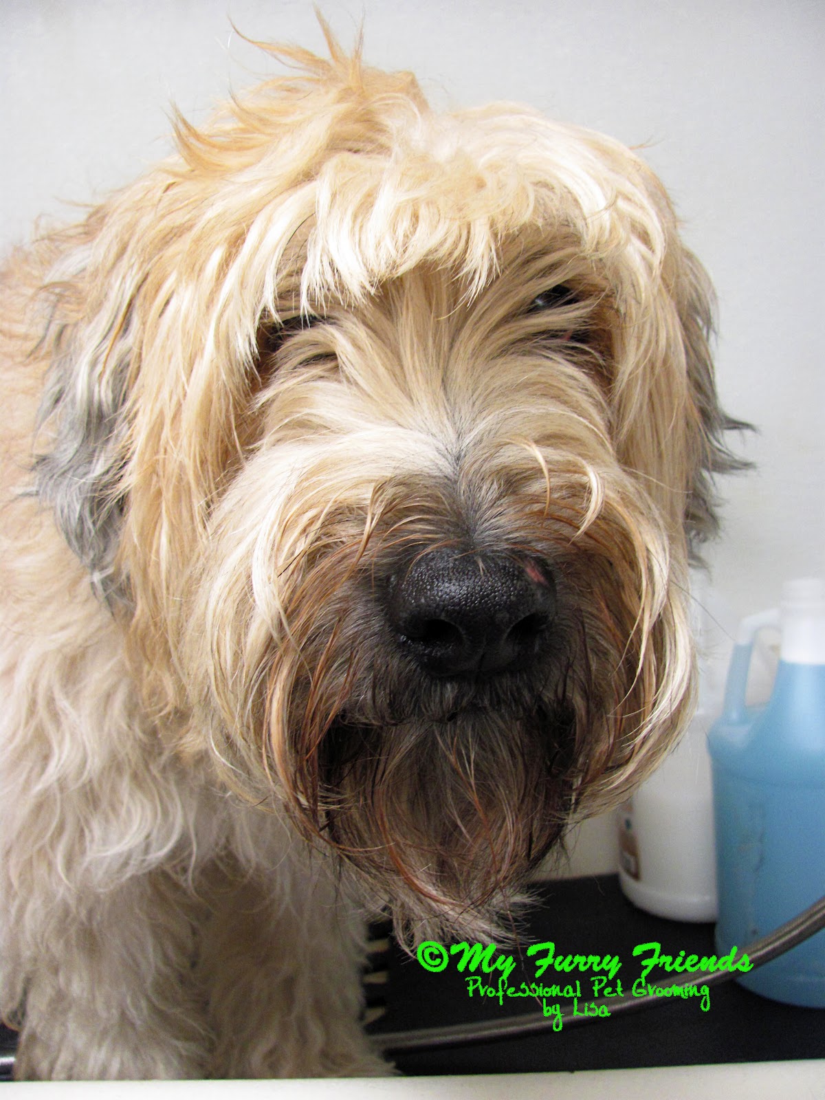 Pet Grooming: The Good, The Bad, & The Furry: Face Washing