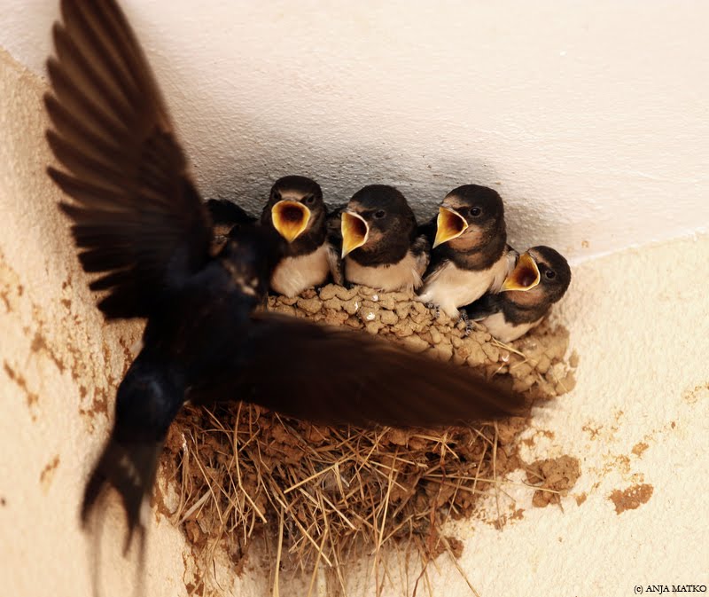 Anja Matko photography: Male Lastovke