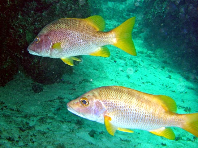 Pargo Amarillo o cola amarilla.