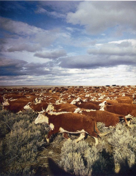 Los Grandes Fotografos: William Albert Allard (1937)