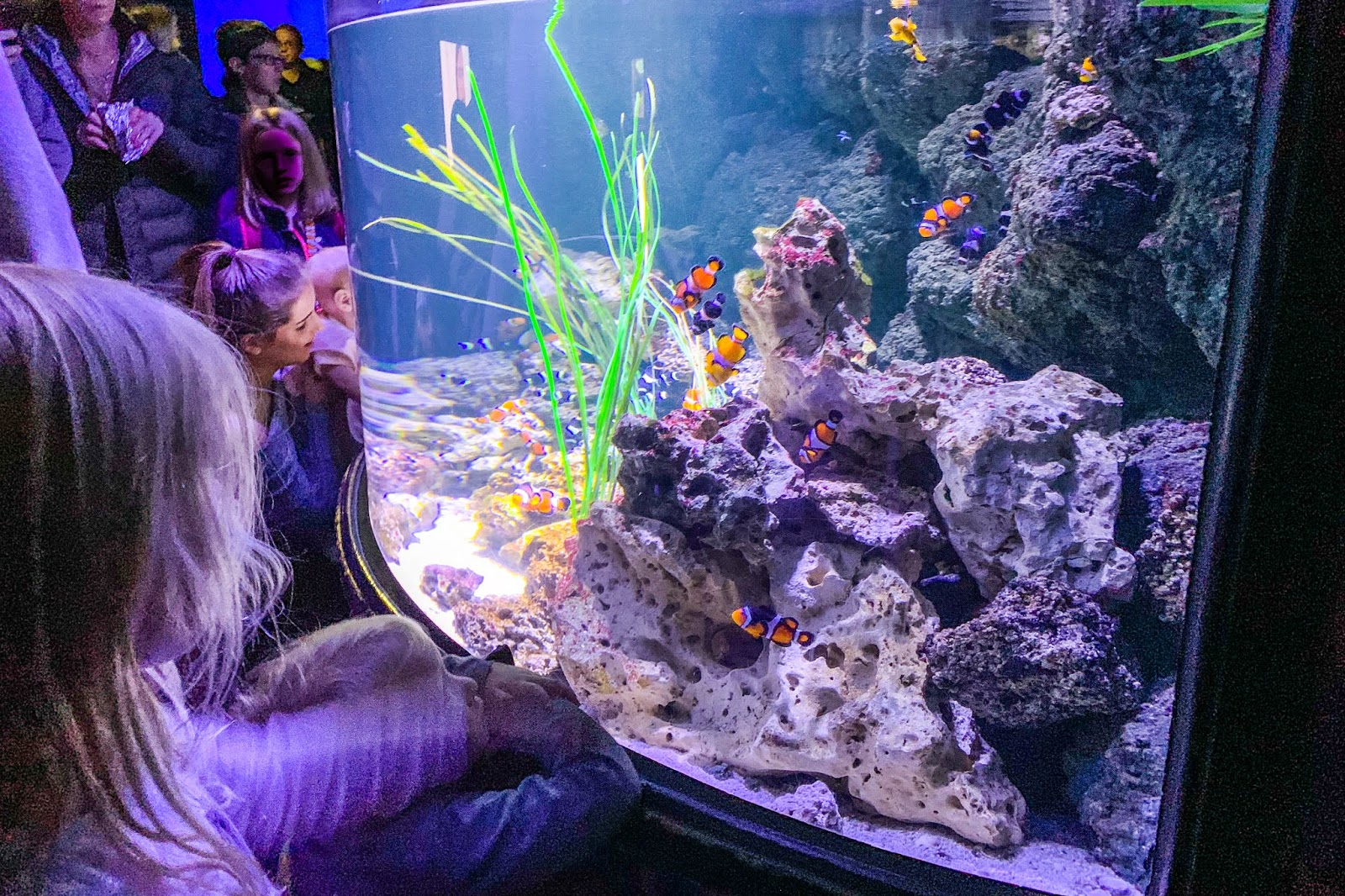 Visiting SEALIFE London With Children This Half Term - Counting To Ten