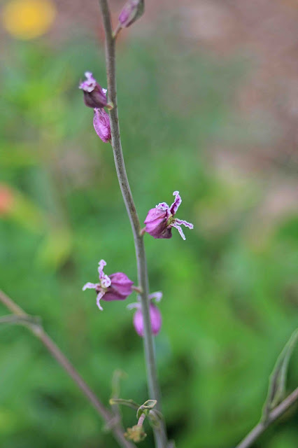 Camissonia's Corner: Fast Forward