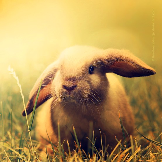 scientific culture: Easter Bunny Time!