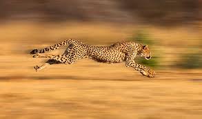 Cheetah Adaptations: Cheetah Adaptations