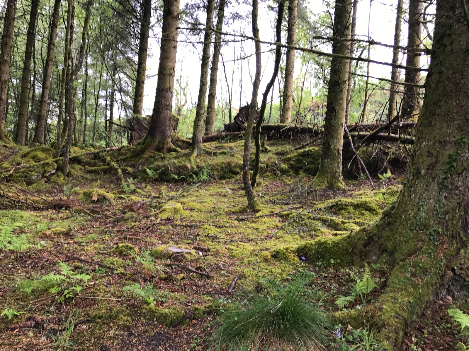 Magpie Tidings: Kilmory Oib: Part One