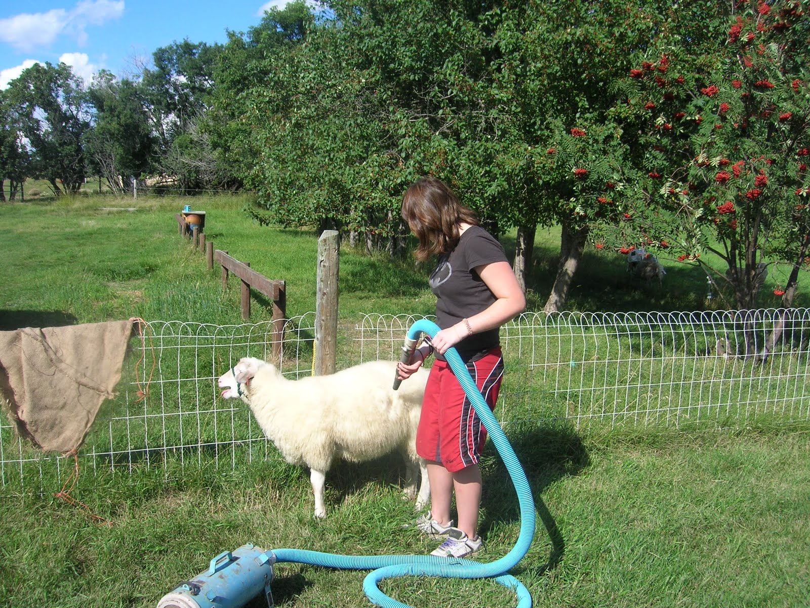 Farm Kid Forever...: Sheep Wash.
