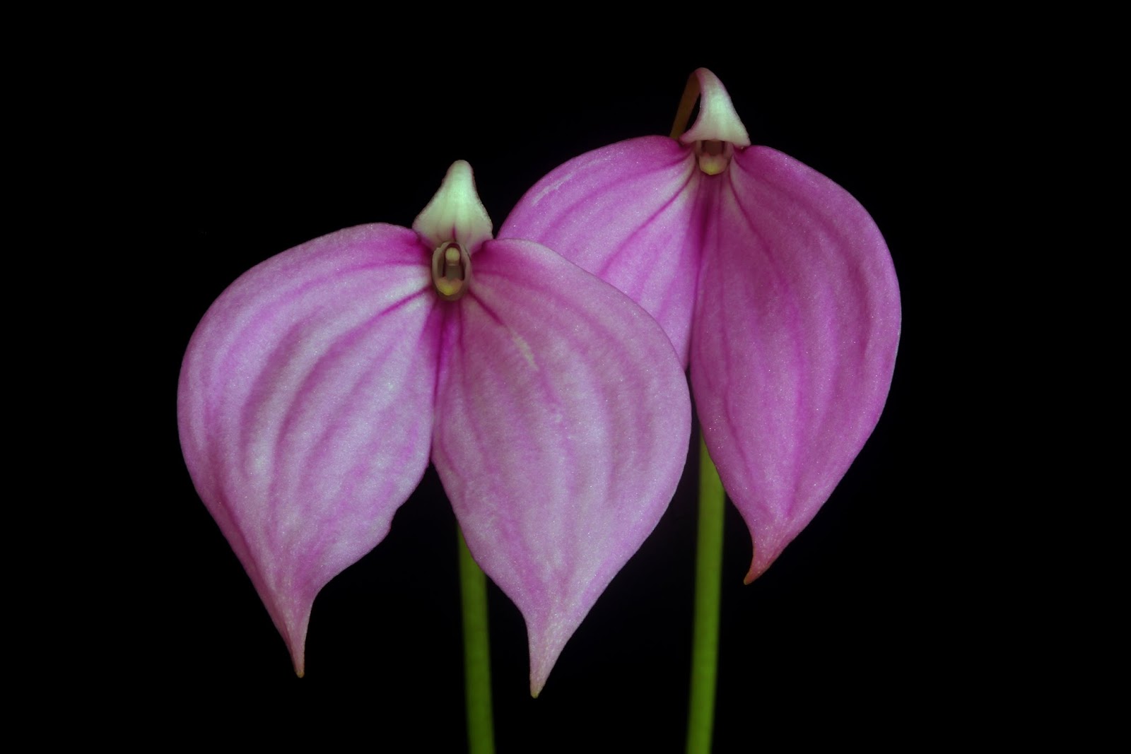 Orchids in Bloom: Masdevallia coccinea 'Dwarf Pink'