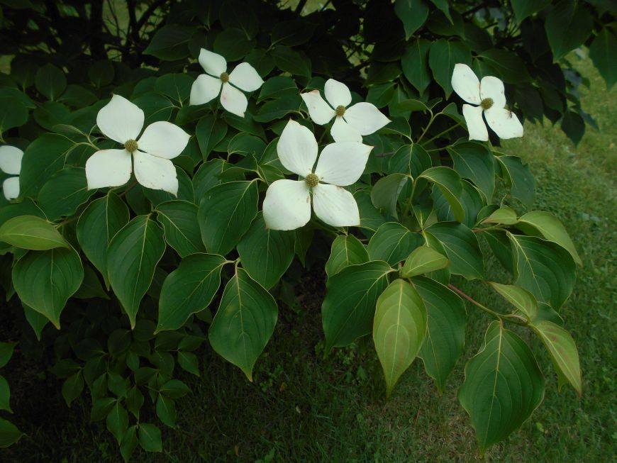 Future Plants by Randy Stewart: The Dogwoods