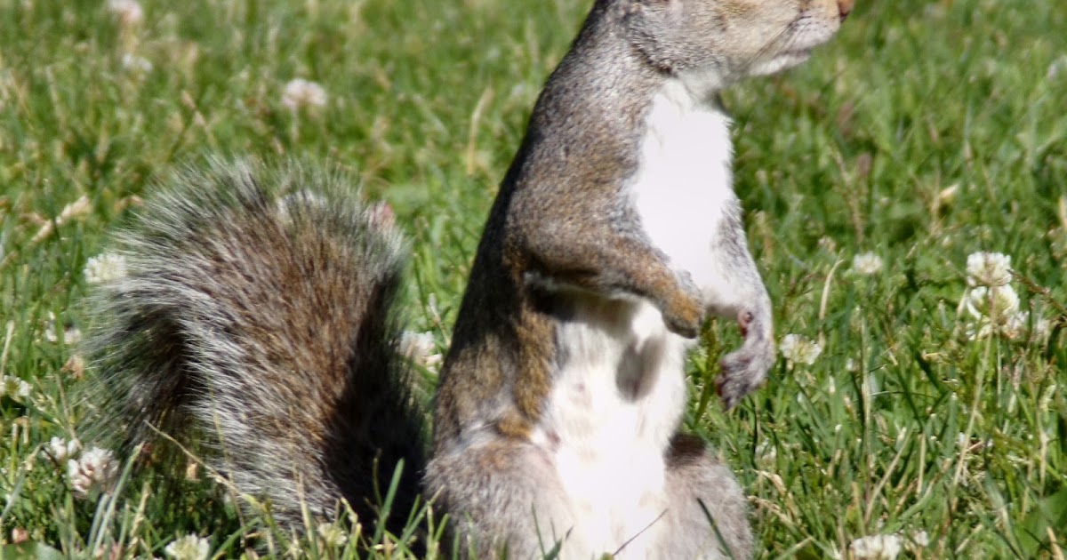 Susan Marie : Ducks, Birds, Squirrels and a Shaman